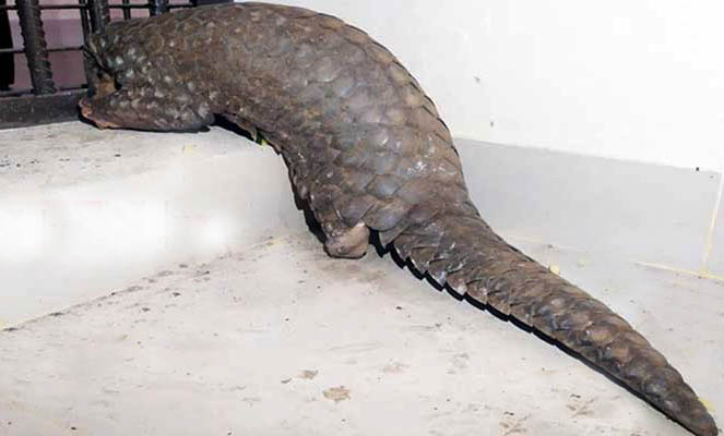 কচাকাটায় বিরল প্রজাতির বনরুই উদ্ধার - মানব সংবাদ